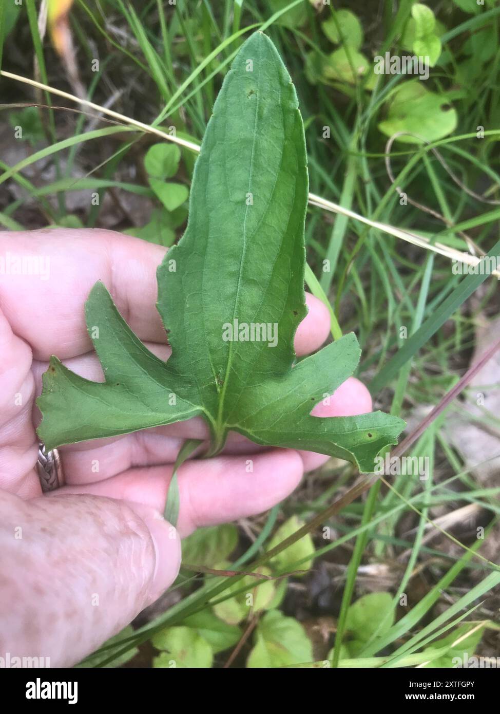 three-lobed violet (Viola palmata) Plantae Stock Photo - Alamy