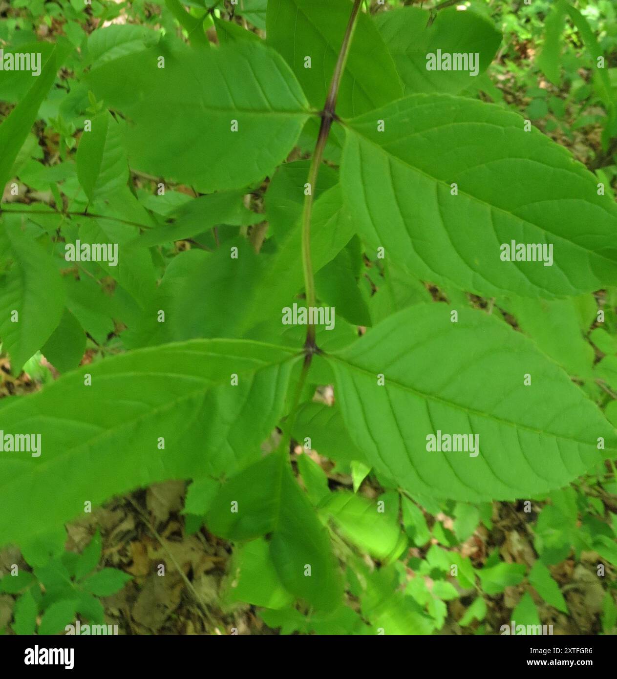 blue ash (Fraxinus quadrangulata) Plantae Stock Photo - Alamy