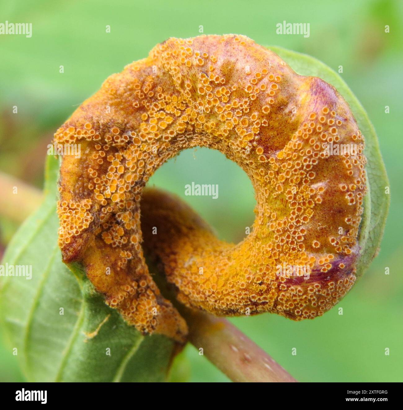 Crown Rust (Puccinia coronata) Fungi Stock Photo - Alamy