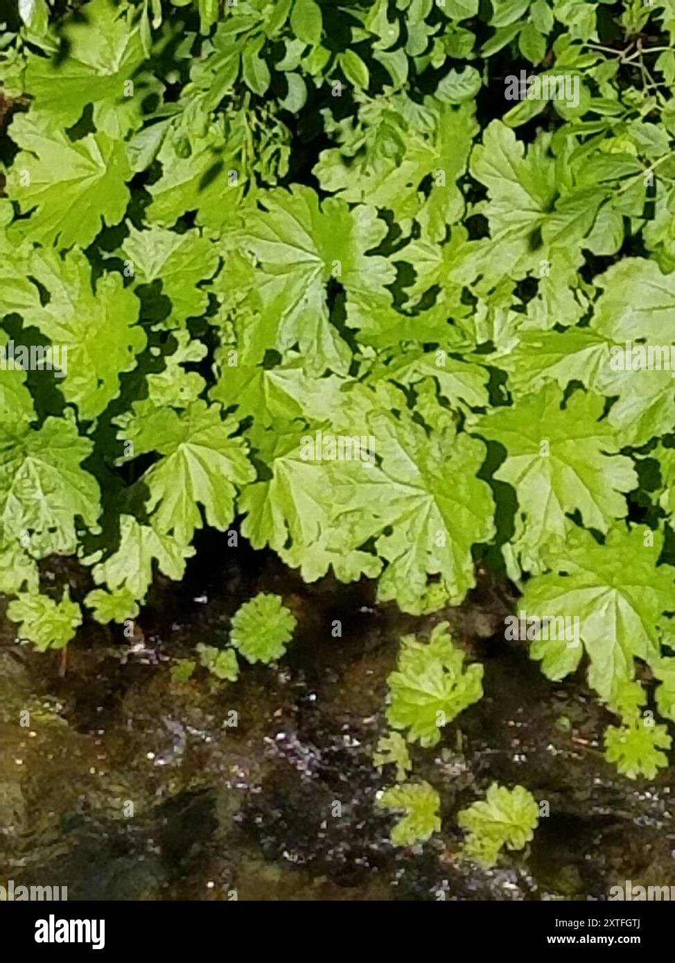 Umbrella Plant (Darmera peltata) Plantae Stock Photo - Alamy