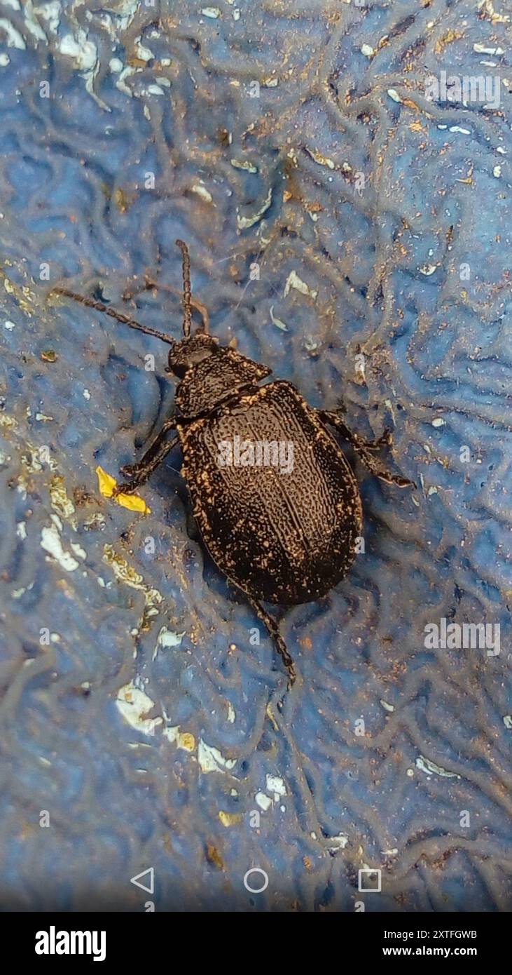 Skeletonizing Leaf and Flea Beetles (Galerucinae) Insecta Stock Photo ...