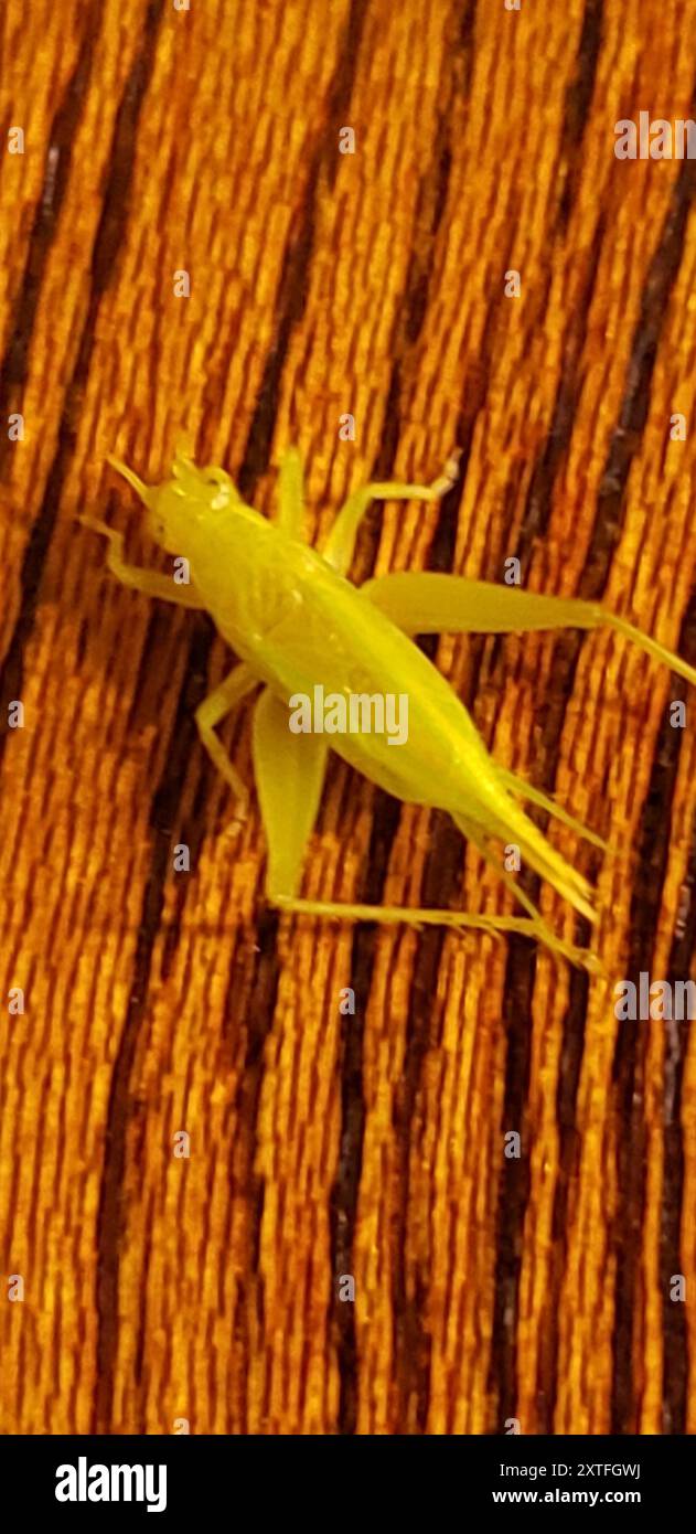 Trigs and Sword-tailed Crickets (Trigonidiinae) Insecta Stock Photo - Alamy