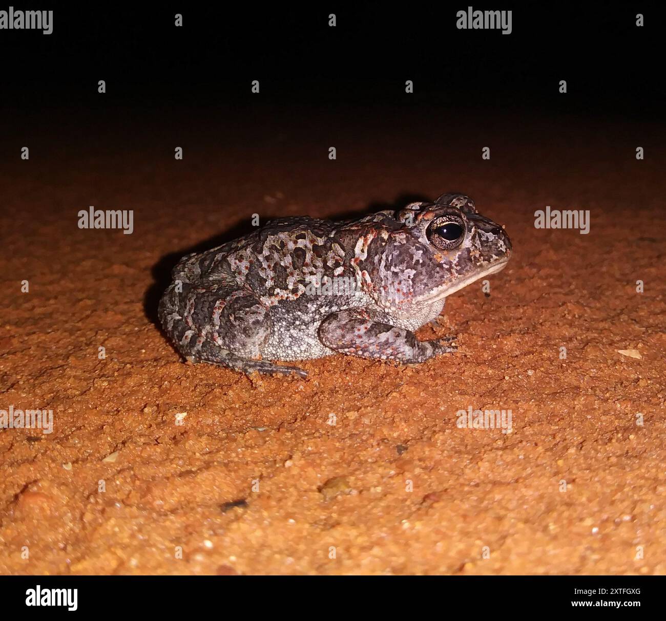 Southern Toad (Anaxyrus terrestris) Amphibia Stock Photo - Alamy