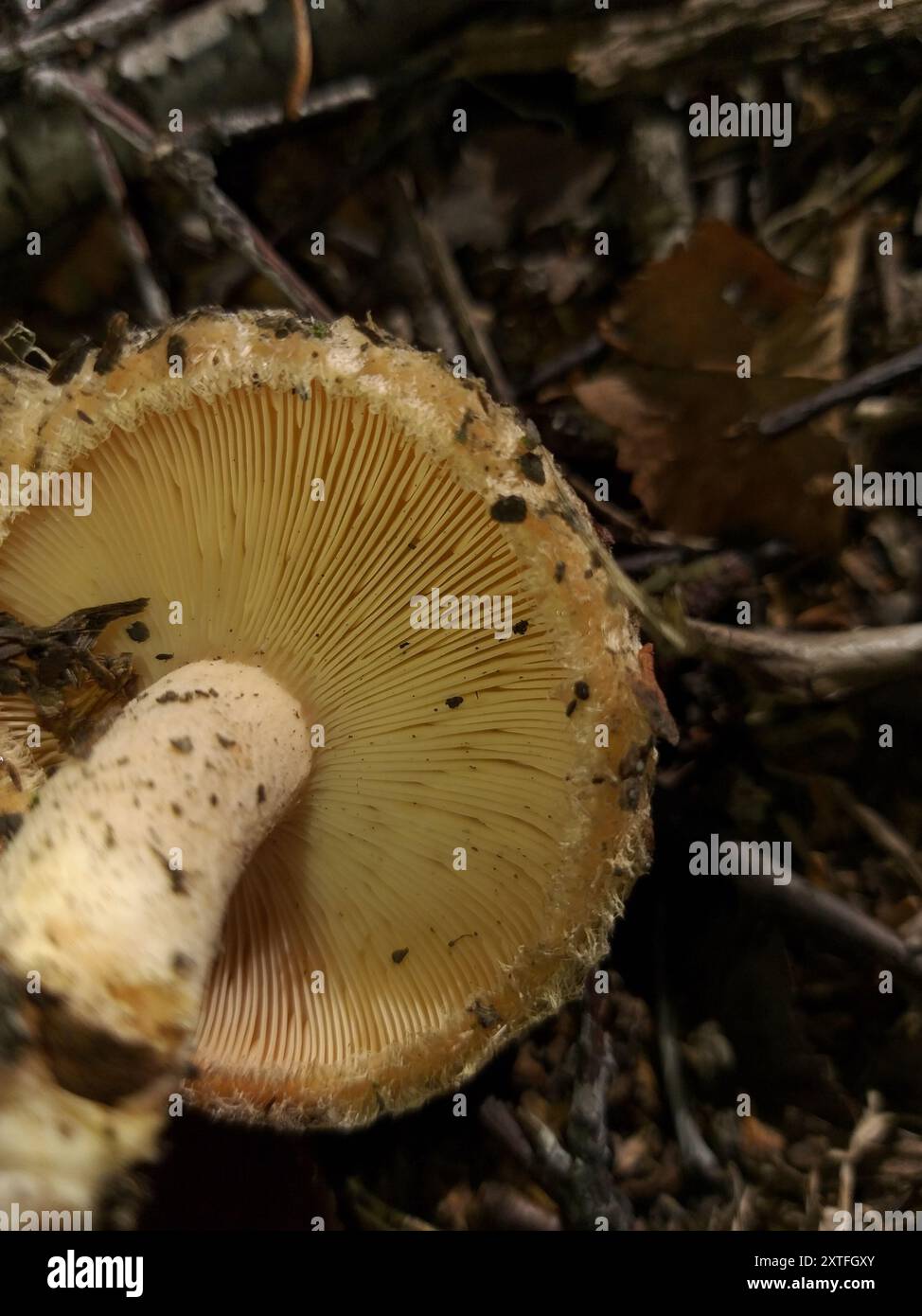 Downy milk cap (Lactarius pubescens) Fungi Stock Photo - Alamy