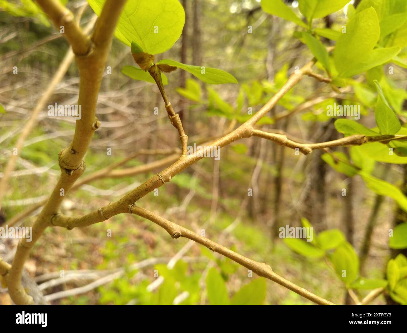 eastern leatherwood (Dirca palustris) Plantae Stock Photo - Alamy
