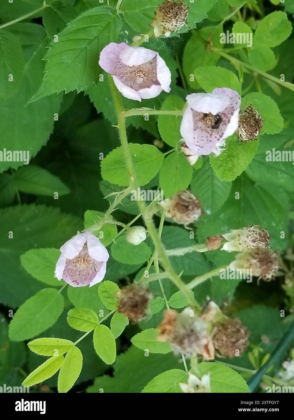 Nootka rose (Rosa nutkana) Plantae Stock Photo - Alamy