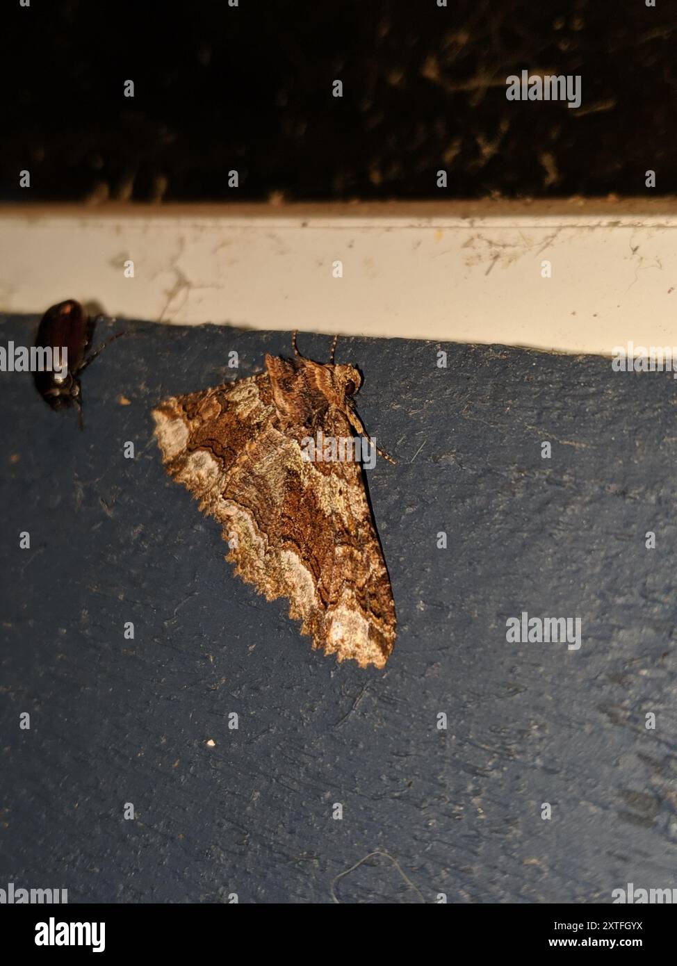 Colorful Zale Moth (Zale minerea) Insecta Stock Photo - Alamy