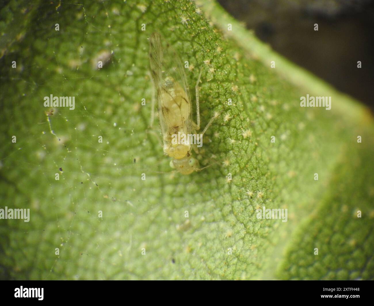 Barklice, Booklice, and Parasitic Lice (Psocodea) Insecta Stock Photo ...