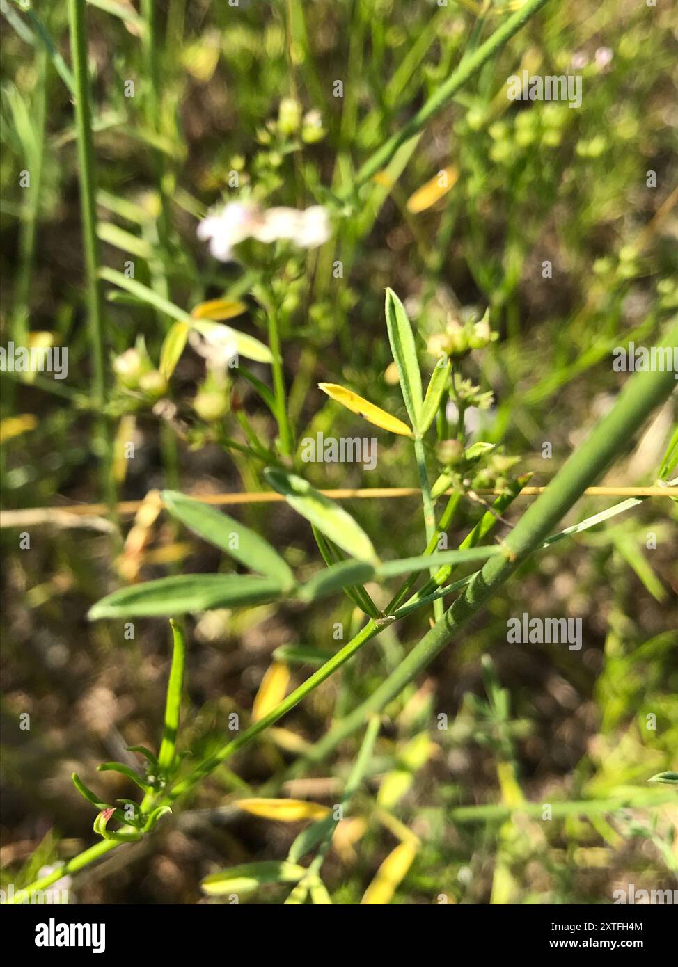 Golden dalea hi-res stock photography and images - Alamy