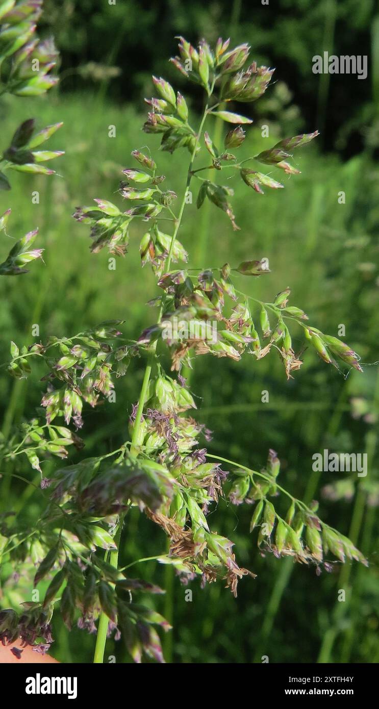 Smooth Meadow-grass (Poa pratensis) Plantae Stock Photo - Alamy