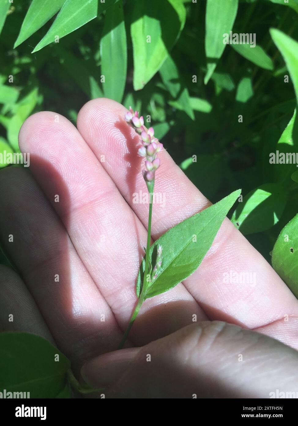 low smartweed (Persicaria longiseta) Plantae Stock Photo - Alamy