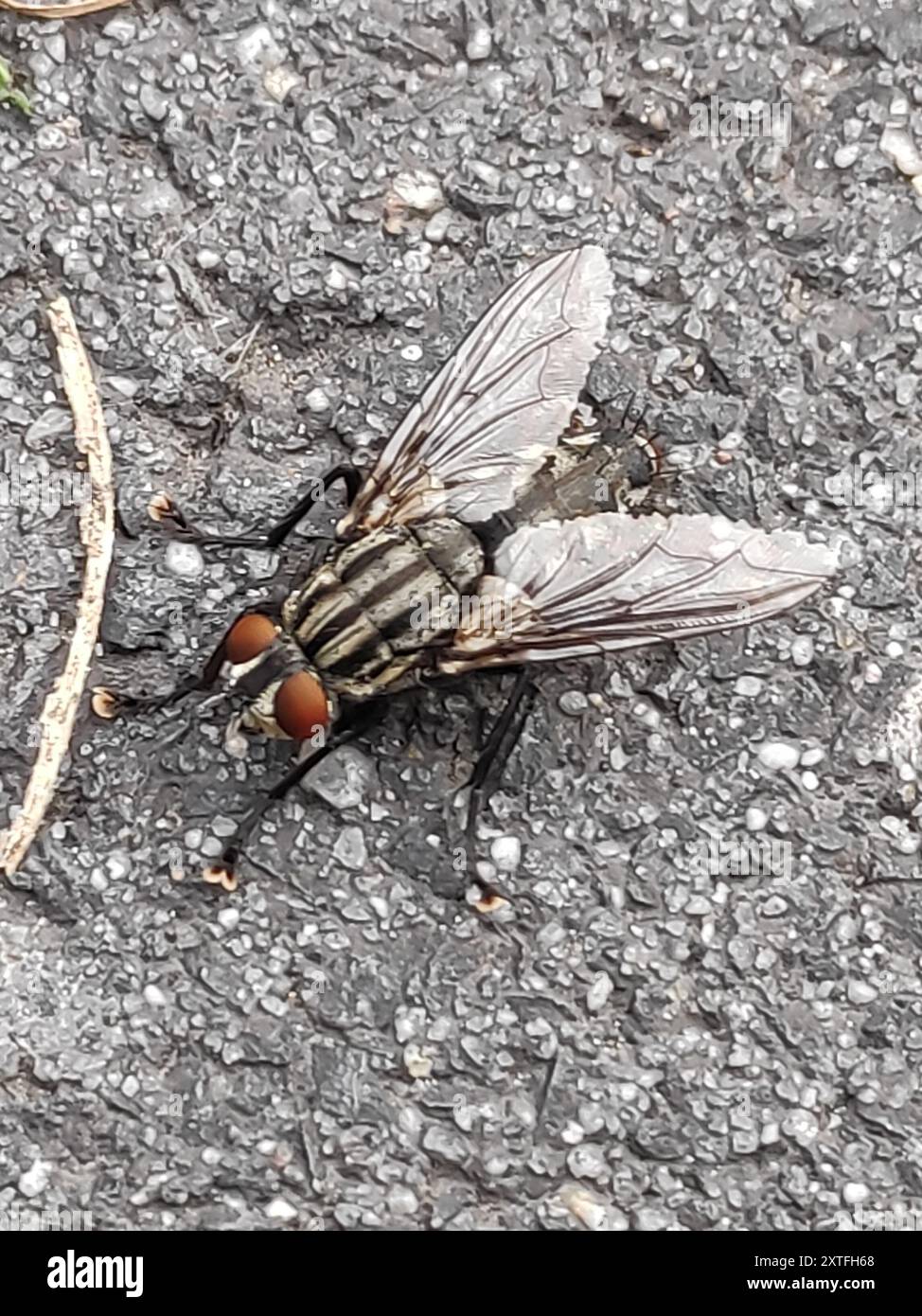 Common Flesh Flies (Sarcophaga) Insecta Stock Photo - Alamy