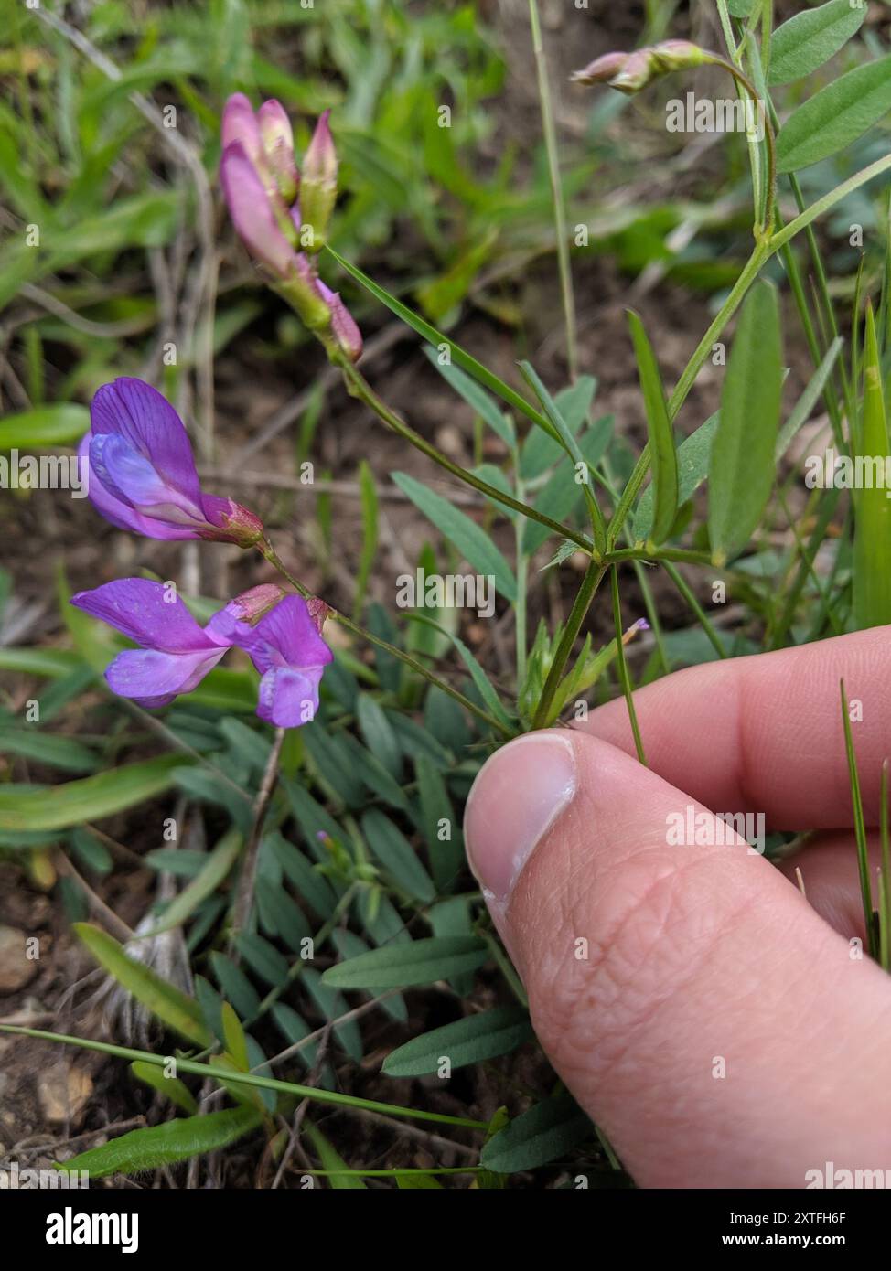 American vetch (Vicia americana) Plantae Stock Photo - Alamy