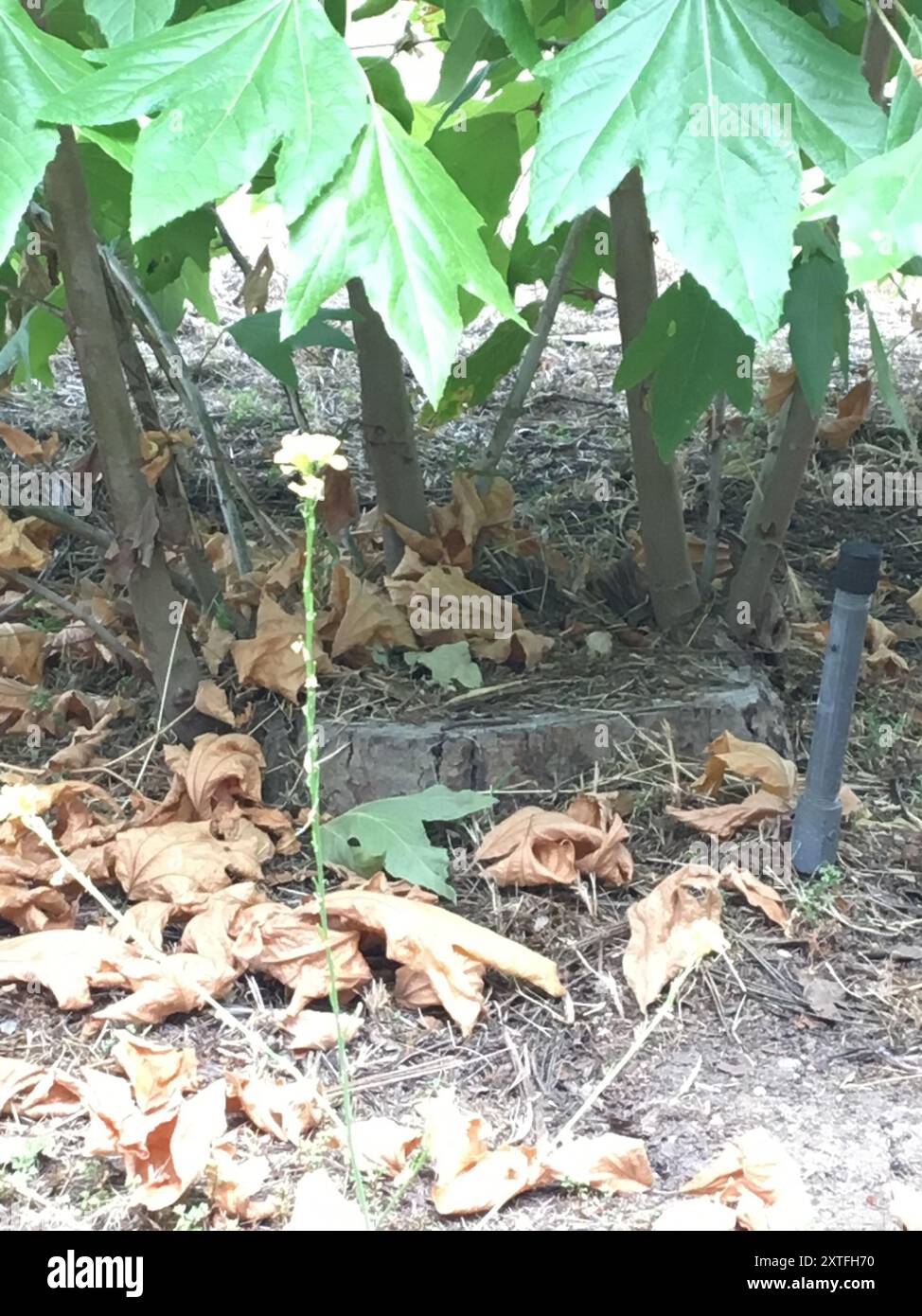 western sycamore (Platanus racemosa) Plantae Stock Photo - Alamy