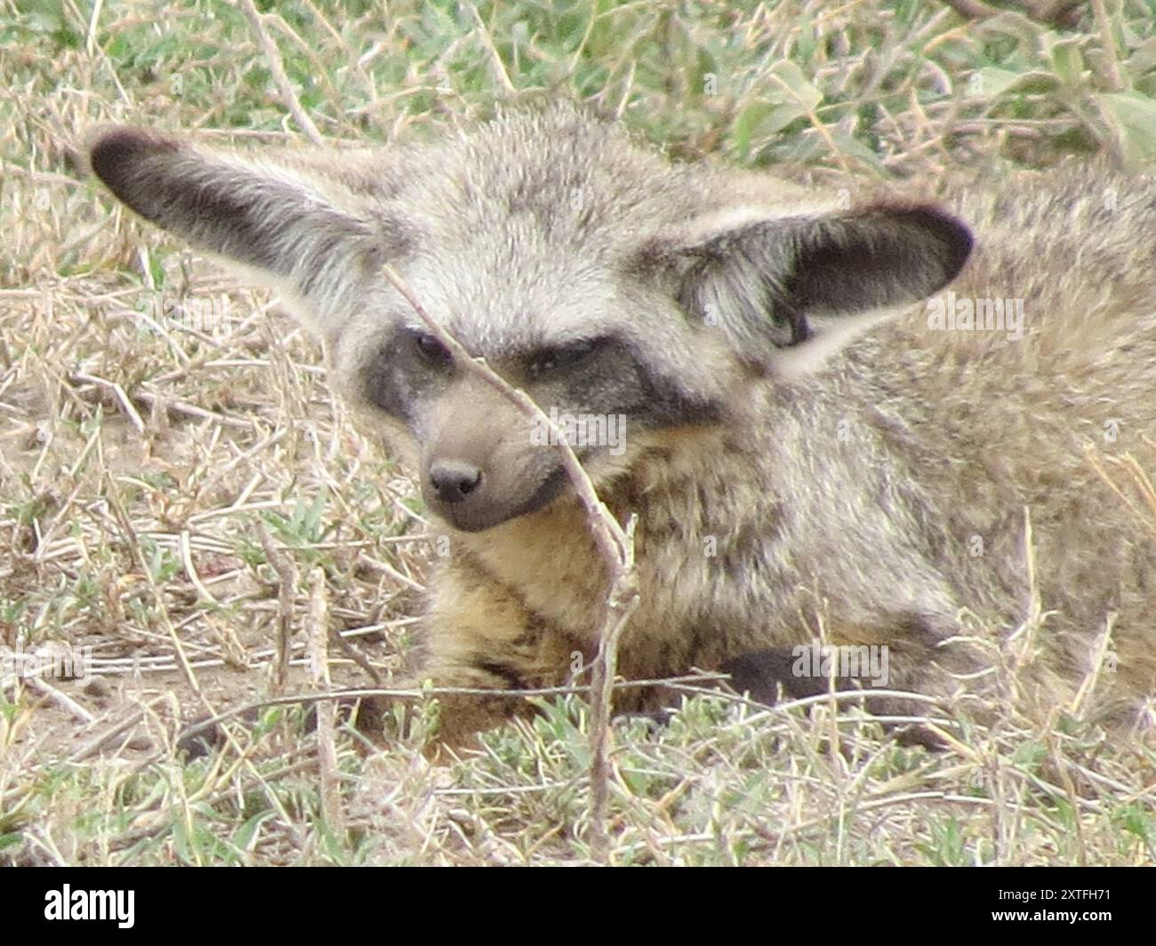 Eastern Bat-eared Fox (Otocyon megalotis virgatus) Mammalia Stock Photo ...