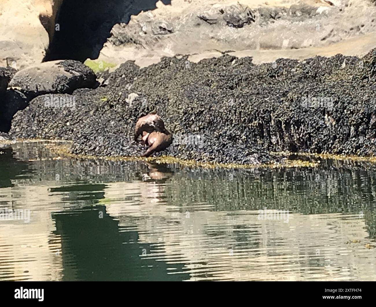 North American River Otter (Lontra canadensis) Mammalia Stock Photo - Alamy