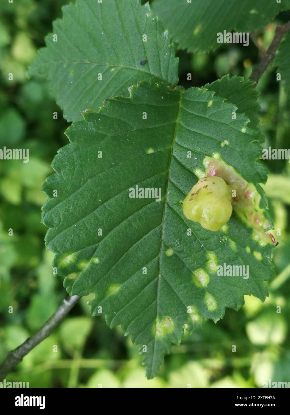 Woolly Aphids and Gall-making Aphids (Eriosomatinae) Insecta Stock ...