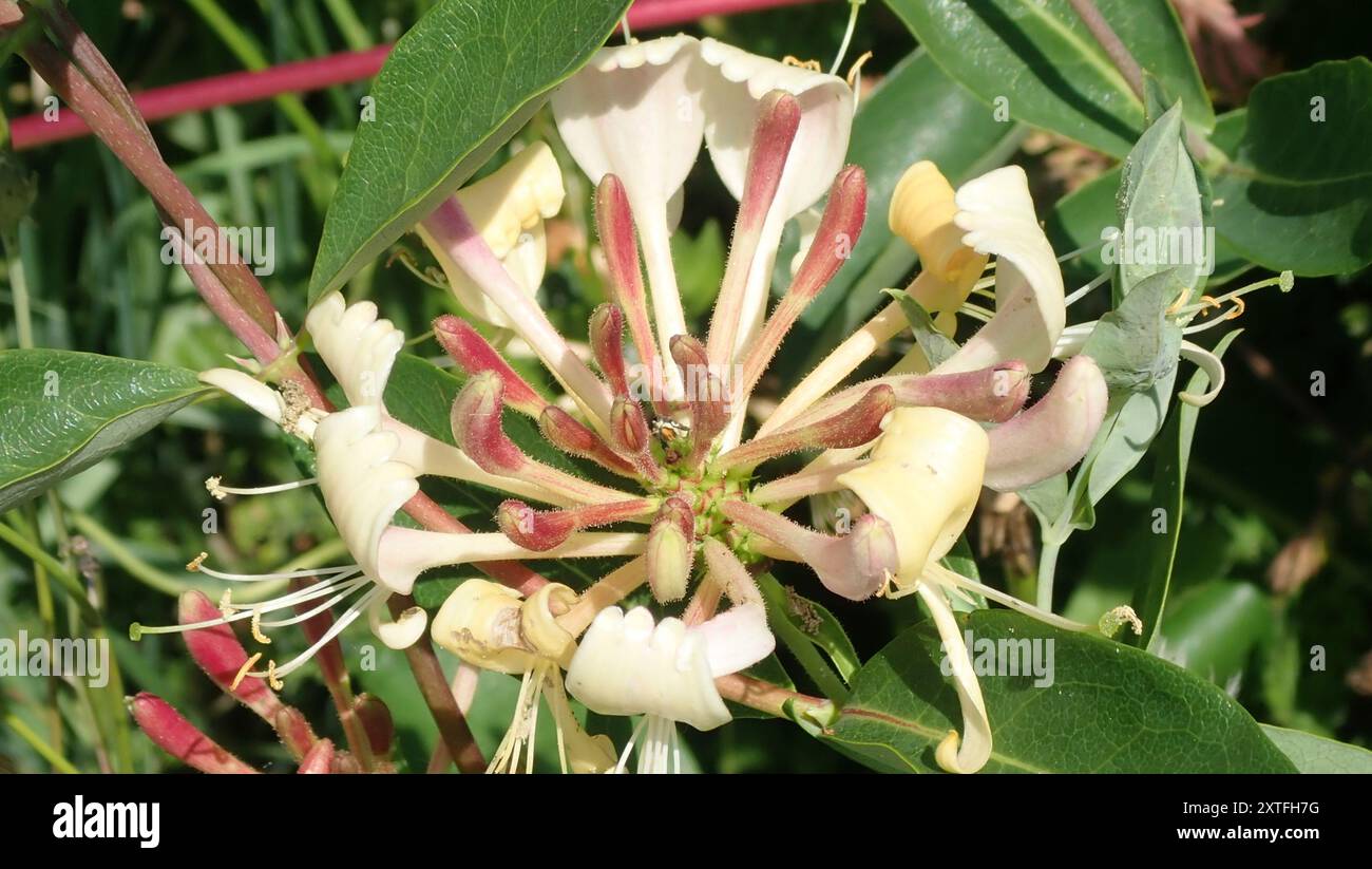 Common Honeysuckle (Lonicera periclymenum) Plantae Stock Photo - Alamy