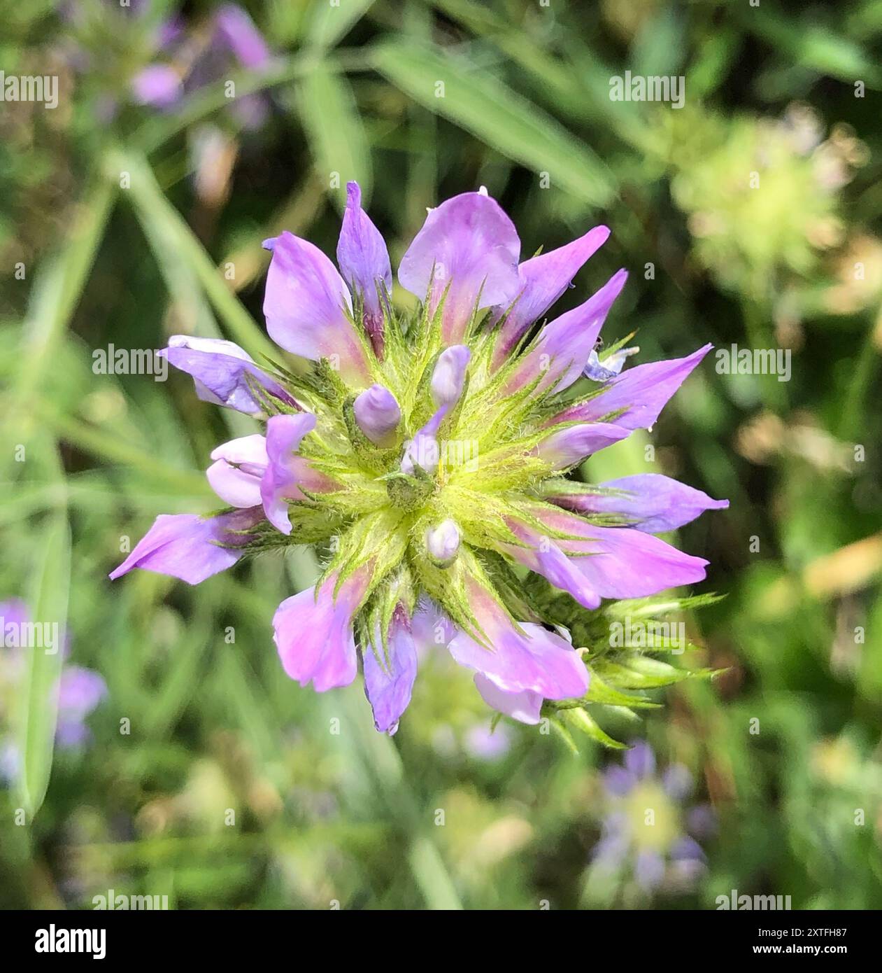 arabian pea (Bituminaria bituminosa) Plantae Stock Photo - Alamy