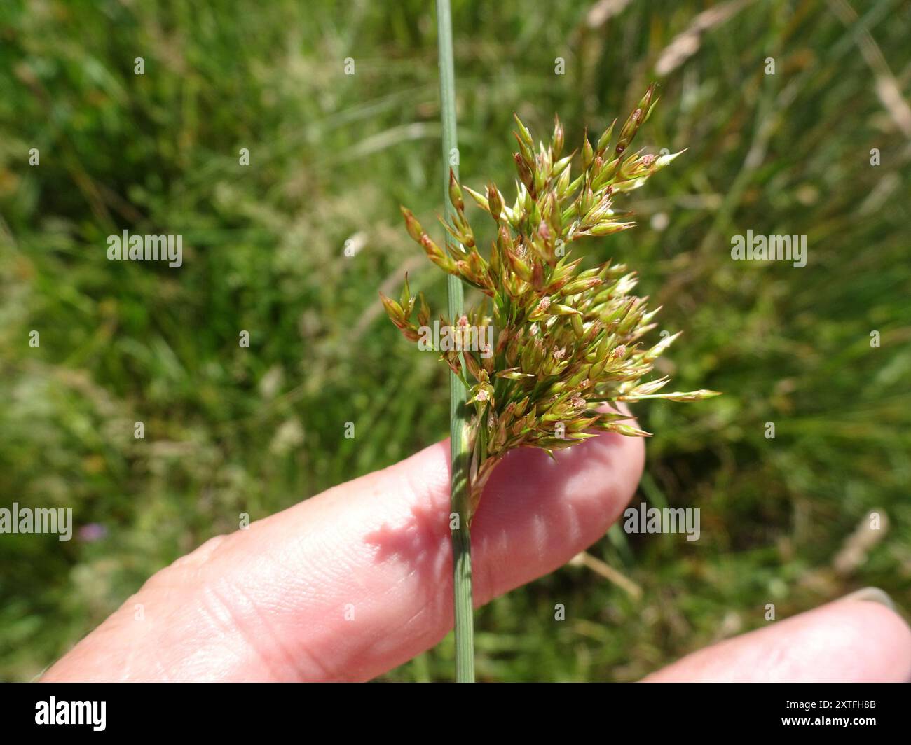 Hard Rush (Juncus inflexus) Plantae Stock Photo - Alamy