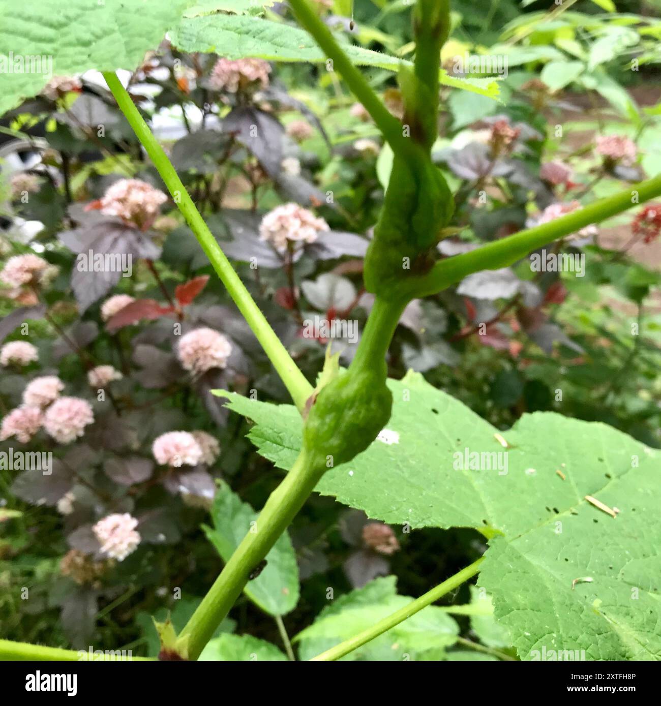 thimbleberry gallmaker (Diastrophus kincaidii) Insecta Stock Photo - Alamy