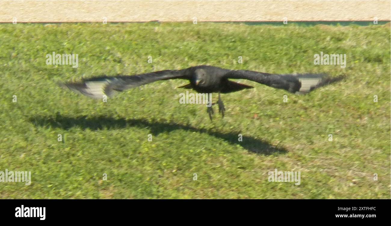 Black Vulture (Coragyps atratus) Aves Stock Photo - Alamy
