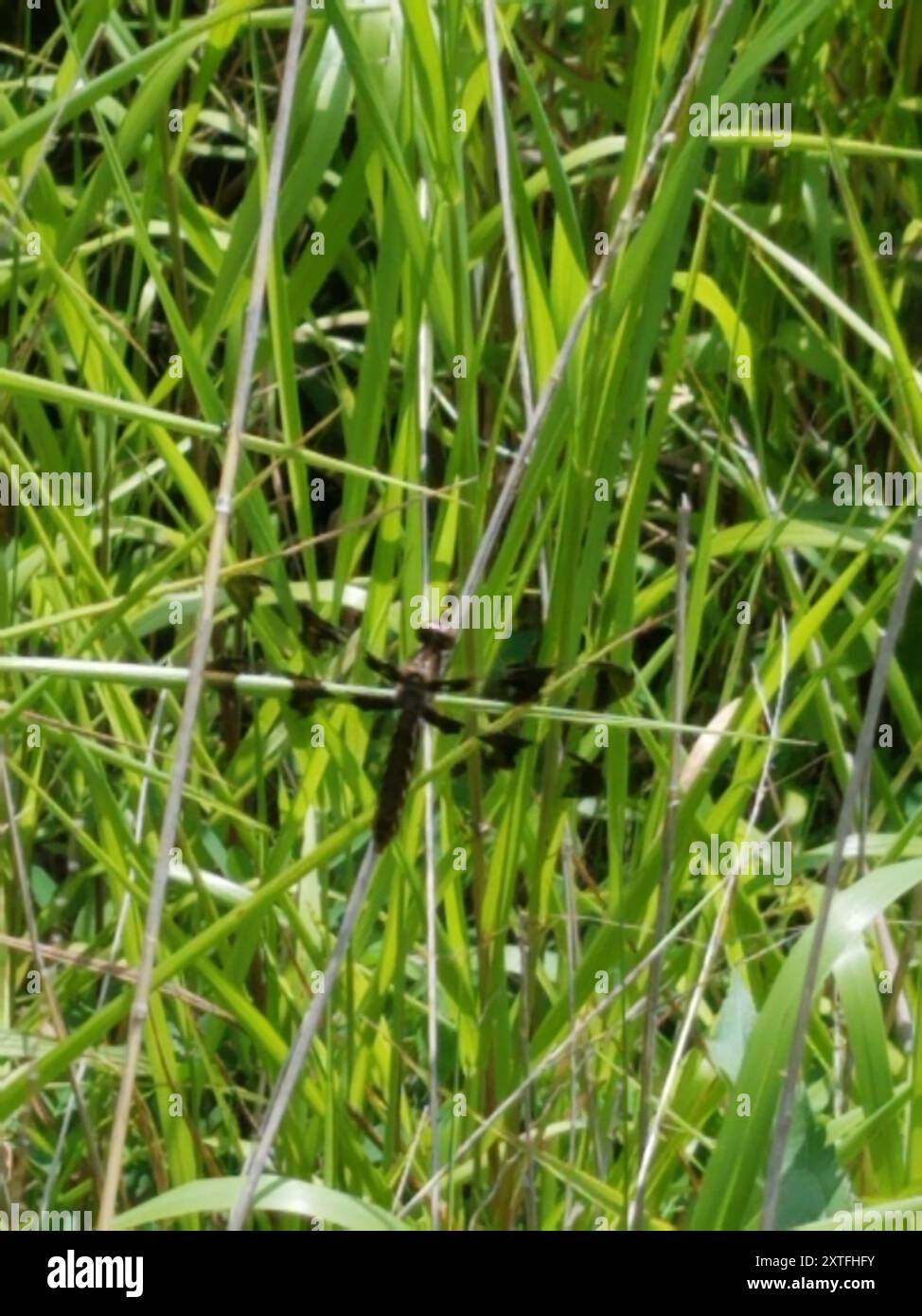 Common Whitetail (Plathemis lydia) Insecta Stock Photo - Alamy