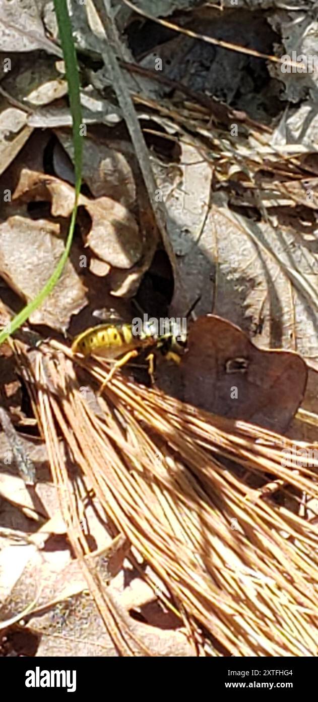 Downy Yellowjacket (Vespula flavopilosa) Insecta Stock Photo - Alamy
