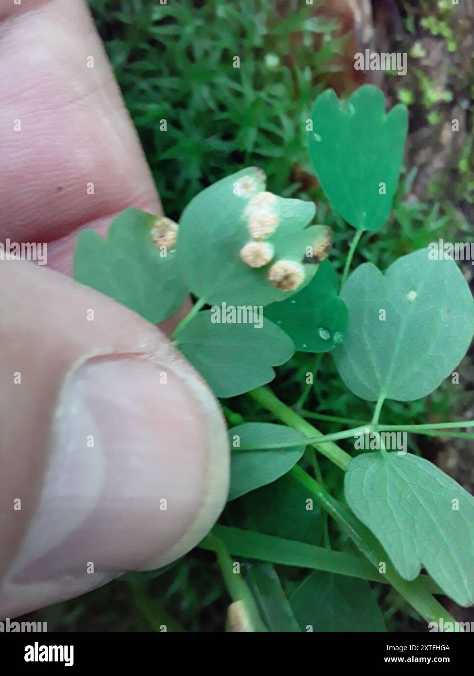 Puccinia fungi hi-res stock photography and images - Alamy