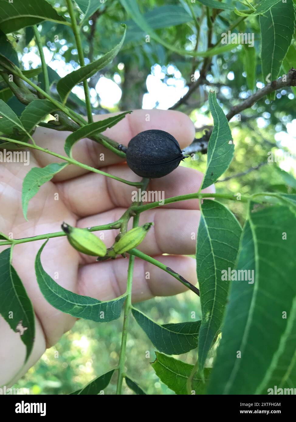 pecan (Carya illinoinensis) Plantae Stock Photo - Alamy