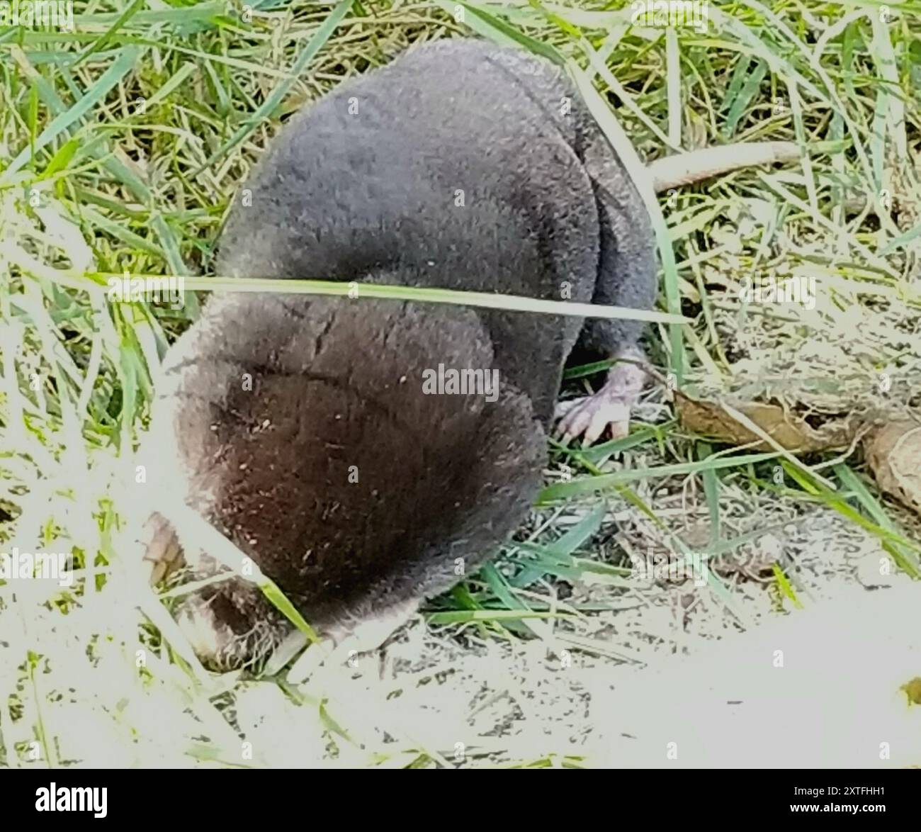 Western Moles (Scapanus) Mammalia Stock Photo - Alamy
