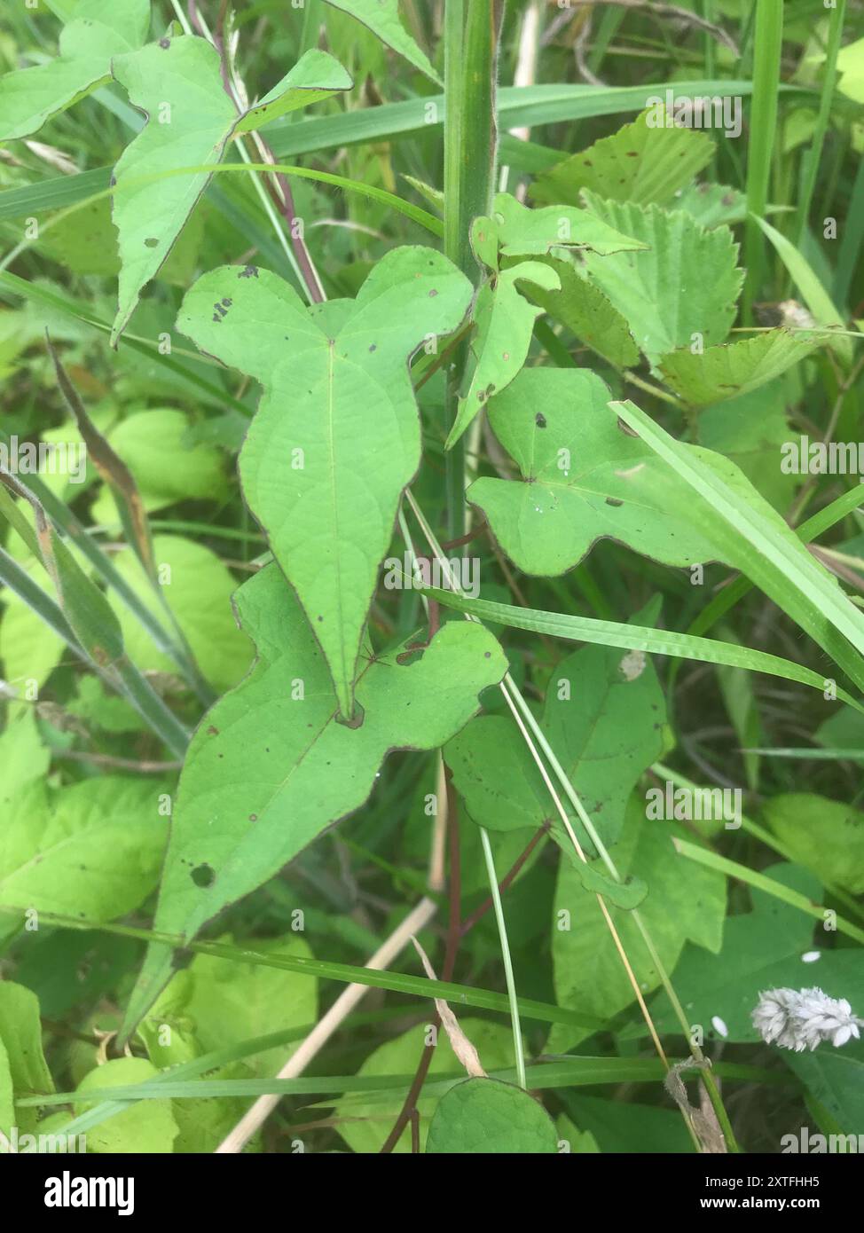 wild potato vine (Ipomoea pandurata) Plantae Stock Photo - Alamy