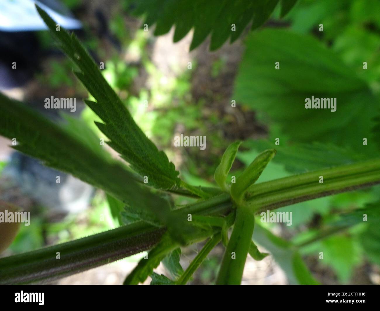 Fen Nettle (Urtica galeopsifolia) Plantae Stock Photo - Alamy
