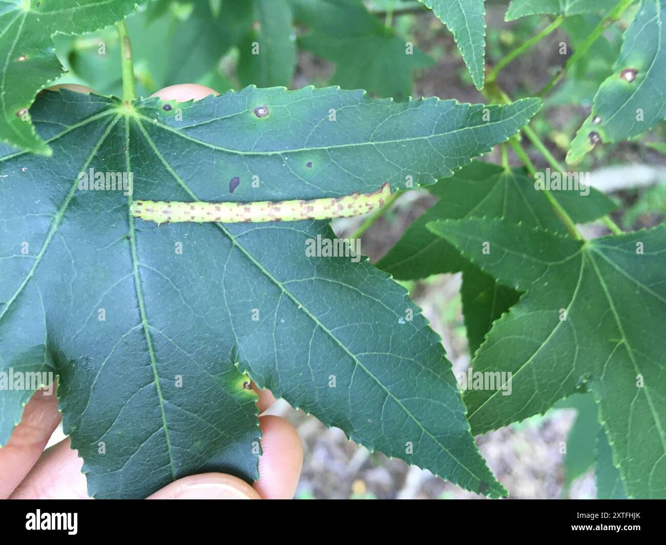 Geometer Moths (Geometridae) Insecta Stock Photo - Alamy