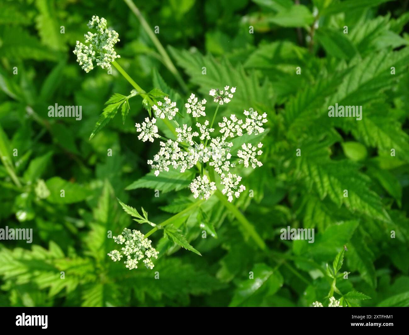 carrot family (Apiaceae) Plantae Stock Photo - Alamy