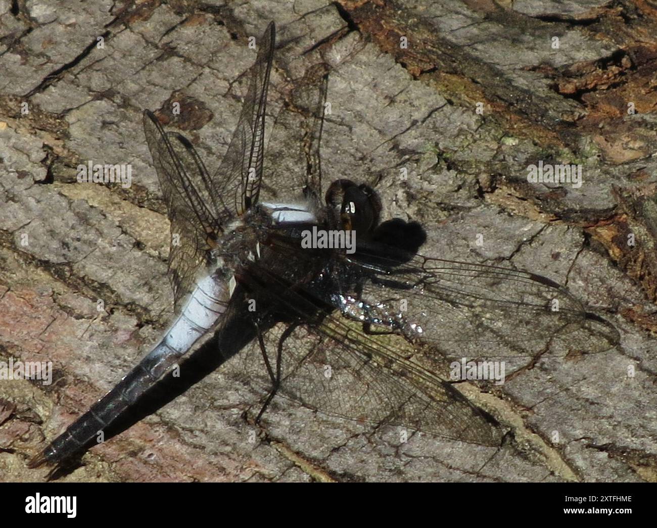 Chalk-fronted Corporal (Ladona julia) Insecta Stock Photo - Alamy