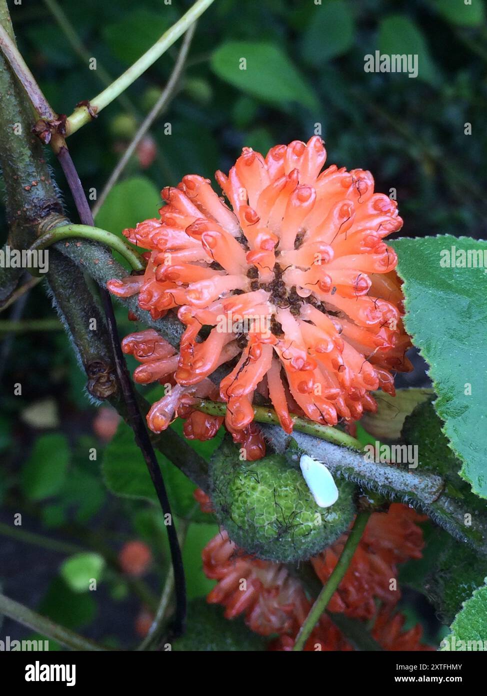 Paper mulberry (Broussonetia papyrifera) Plantae Stock Photo - Alamy
