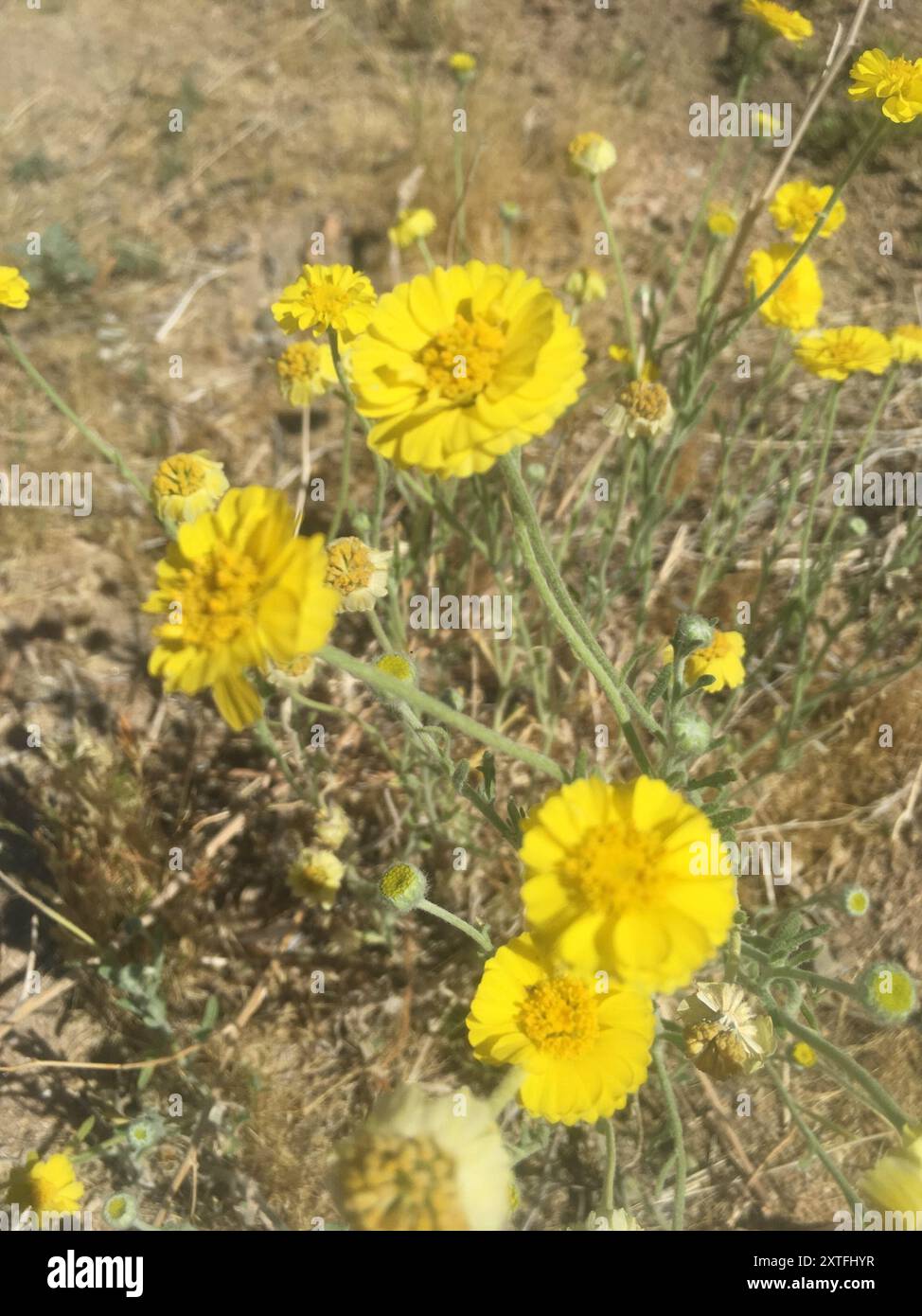 Desert Marigold (Baileya multiradiata) Plantae Stock Photo - Alamy
