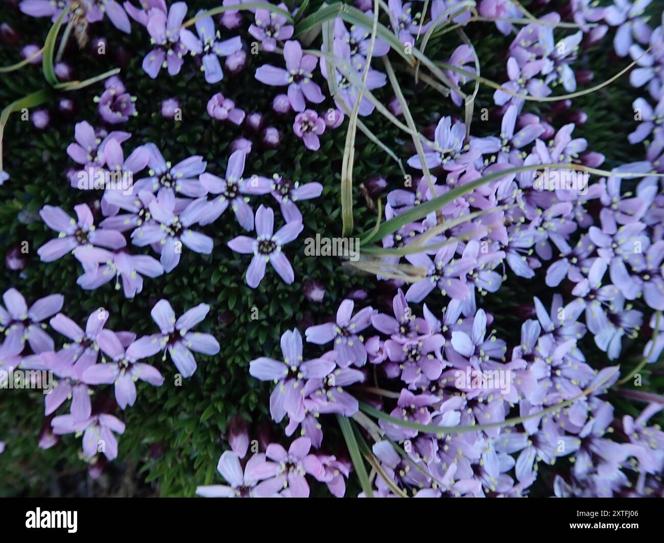 Moss Campion (Silene acaulis) Plantae Stock Photo - Alamy