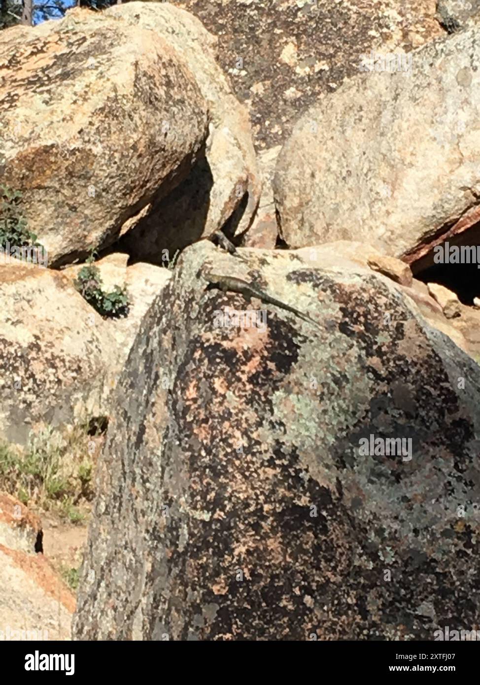 Granite Spiny Lizard (Sceloporus orcutti) Reptilia Stock Photo - Alamy