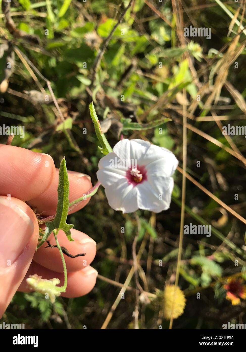 Texas bindweed (Convolvulus equitans) Plantae Stock Photo - Alamy