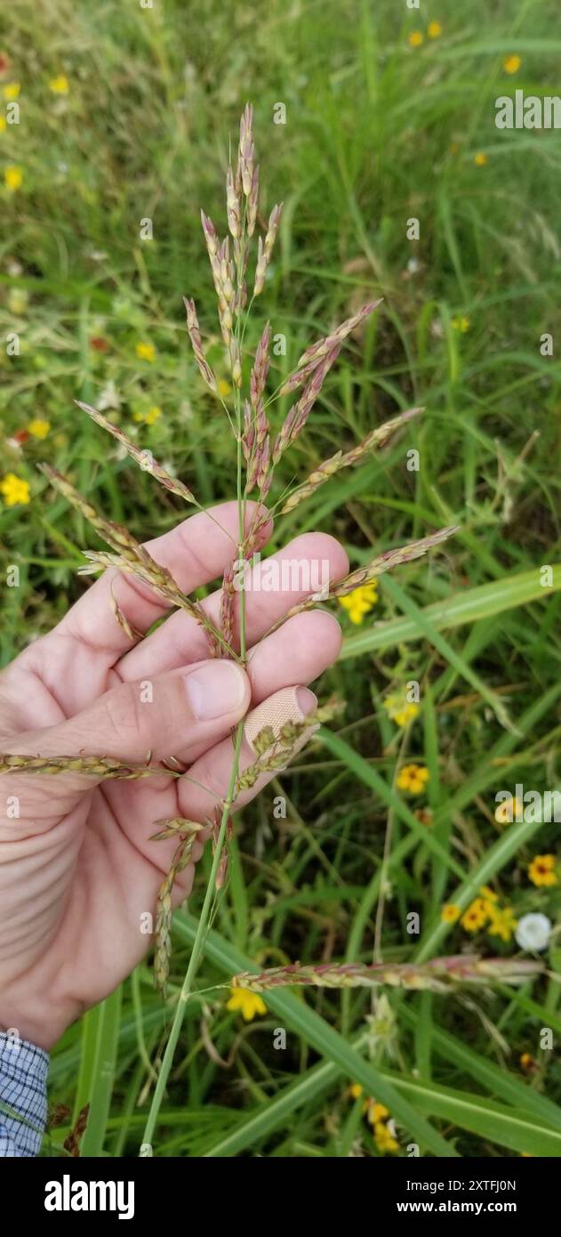 Johnson grass (Sorghum halepense) Plantae Stock Photo - Alamy