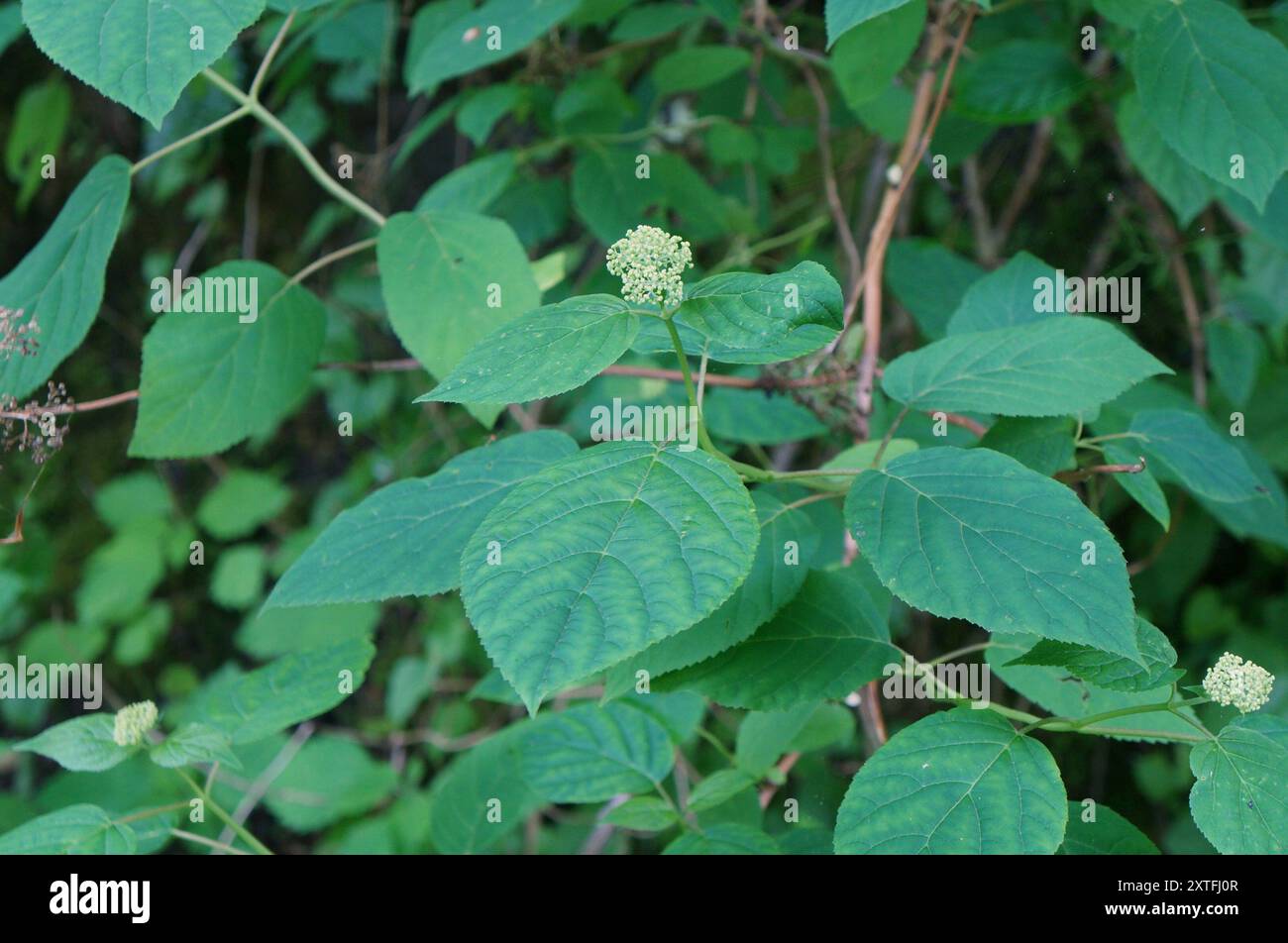 wild hydrangea (Hydrangea arborescens) Plantae Stock Photo - Alamy