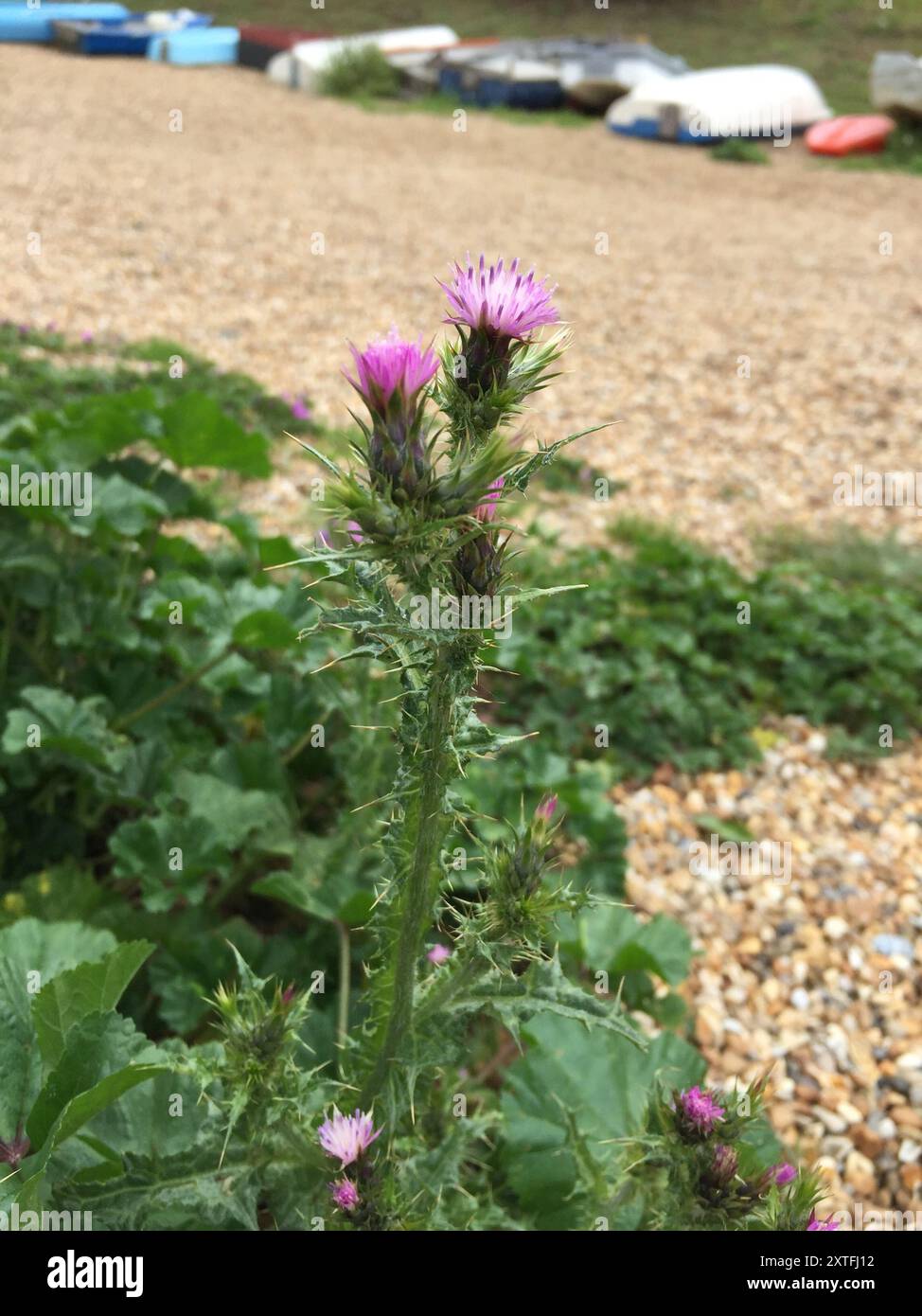 Slender Thistle (Carduus tenuiflorus) Plantae Stock Photo - Alamy