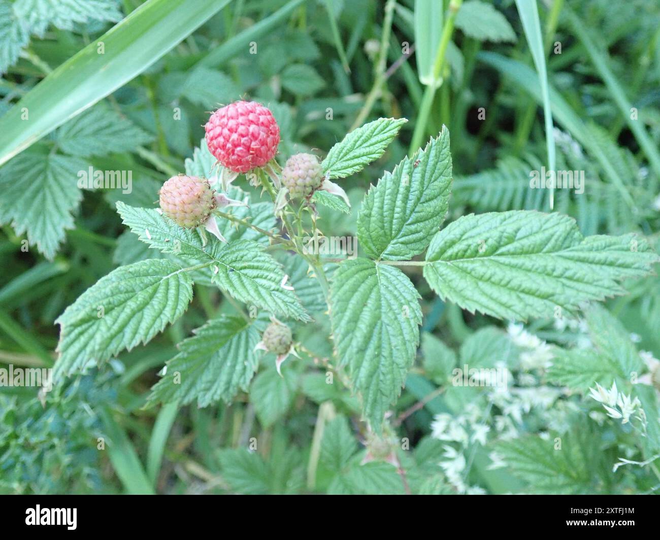 whitebark raspberry (Rubus leucodermis) Plantae Stock Photo - Alamy