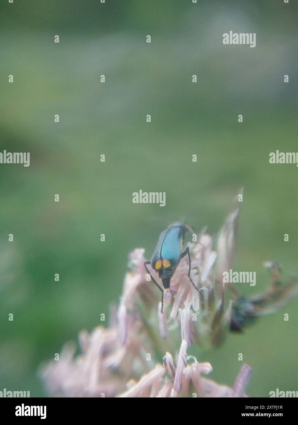 (Clanoptilus emarginatus) Insecta Stock Photo - Alamy
