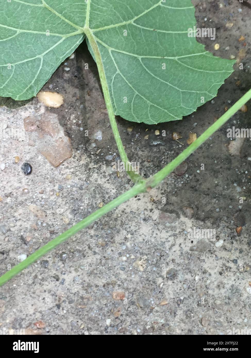 graybark grape (Vitis cinerea) Plantae Stock Photo - Alamy