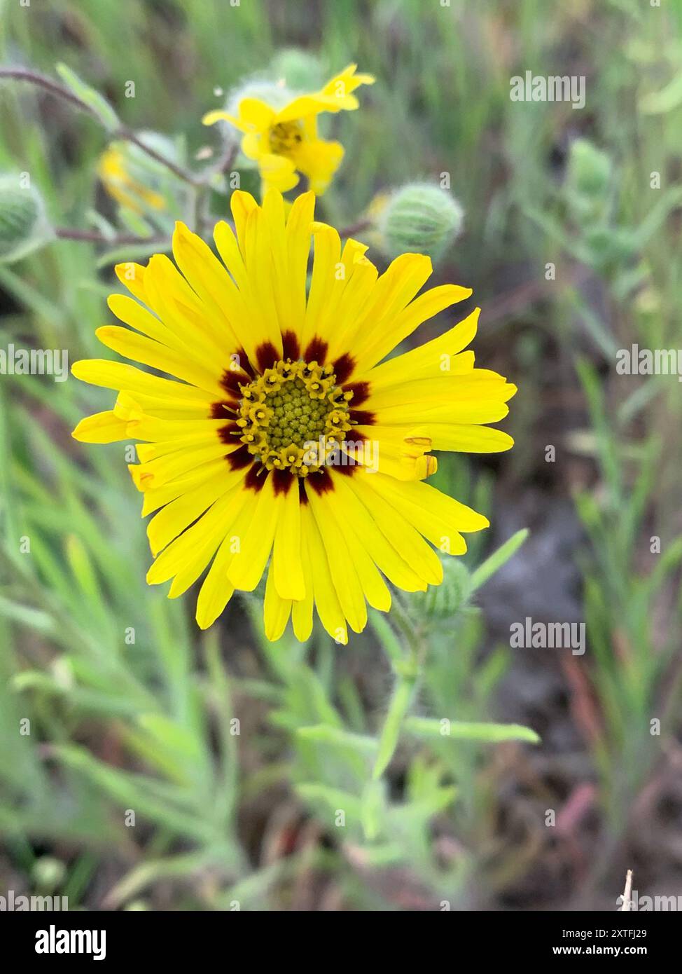 Common Madia (Madia elegans) Plantae Stock Photo - Alamy