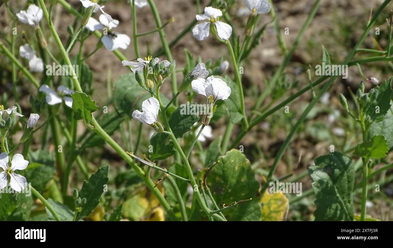 Jointed Charlock (Raphanus raphanistrum) Plantae Stock Photo - Alamy