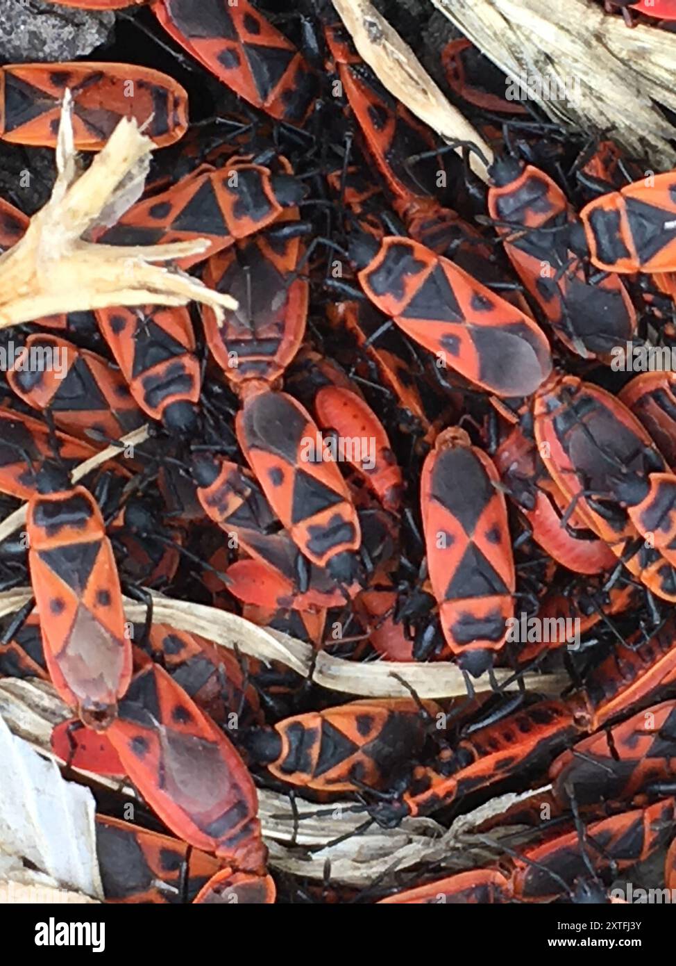 Mediterranean red bug (Scantius aegyptius) Insecta Stock Photo - Alamy